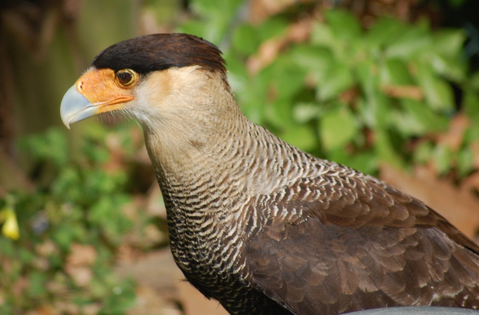Imagens da vida animal: Carcará (Caracara plancus)
