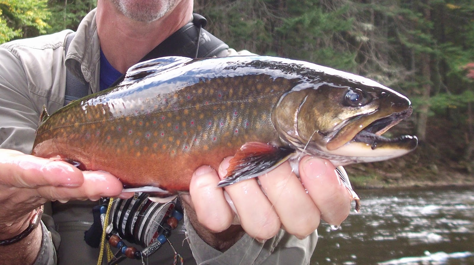 First Cast Fly Fishing: Fly Fishing Maine: Magalloway River