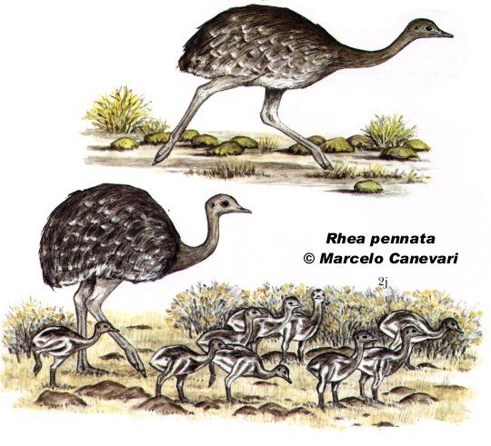 Argentina nativa: Choique (Rhea pennata)