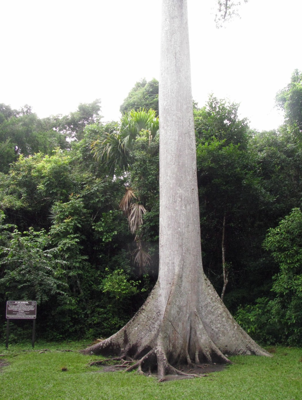 Chad & Tana Peace Out: Peculiar Plantlife Potpourri