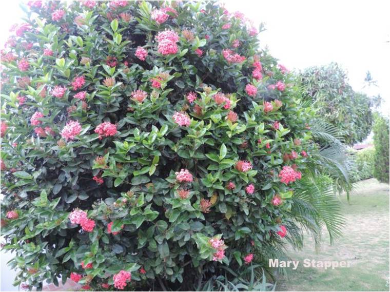 CRONICAS DE CUCUTA: 1351.- FLORES DE CUCUTA