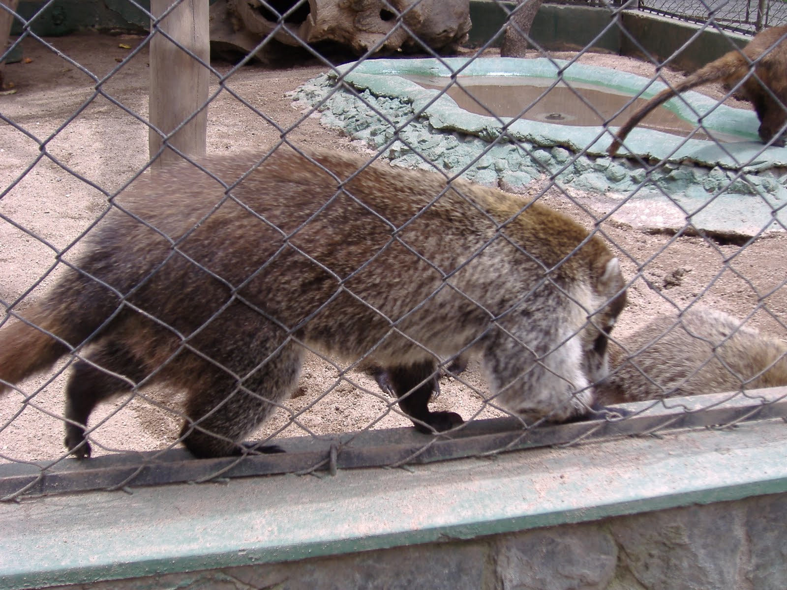 Aurora Zoo: Pizote o Coatí (Nasua narica)