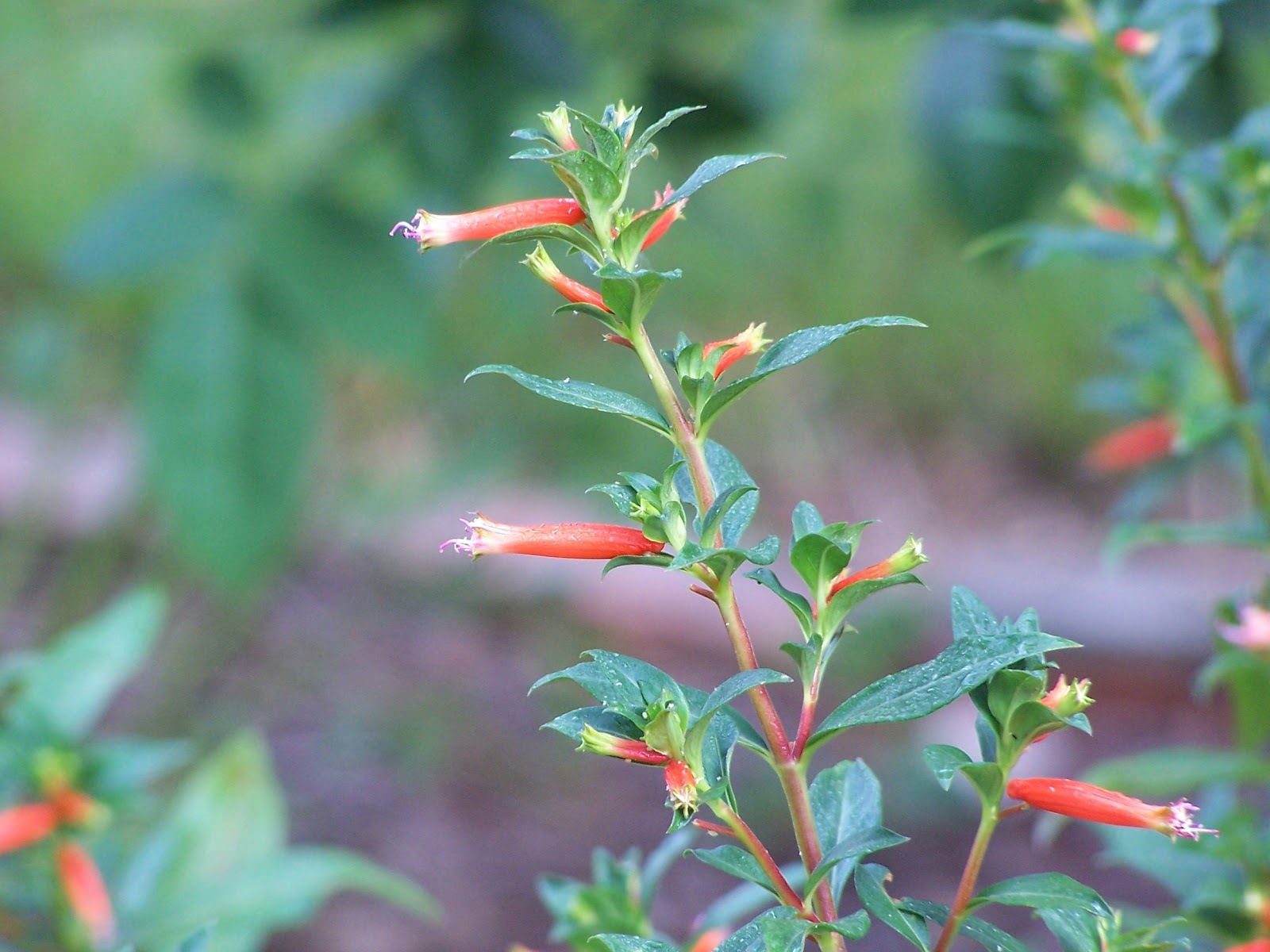 The Nature Dude: louisiana hummer plants