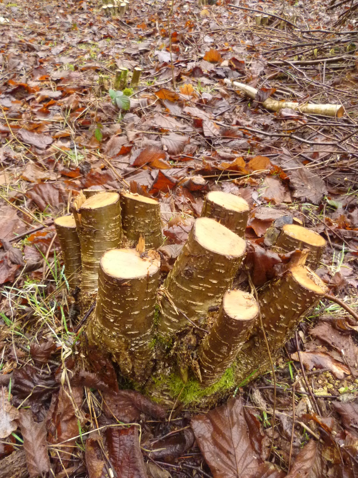 Worcester College Gardeners 2009-2018: Coppicing Hazel And Silver Birch