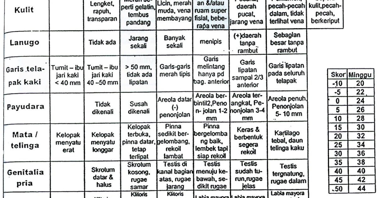 Catatan Dokter: Ballard Score