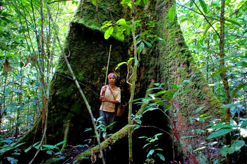 Hutan Adalah Nafas Kami "Orang Dayak" | Basecamp Petualang