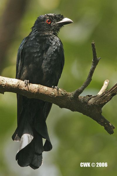 Greater Racket Tailed Drongo - ARUNACHALA BIRDS