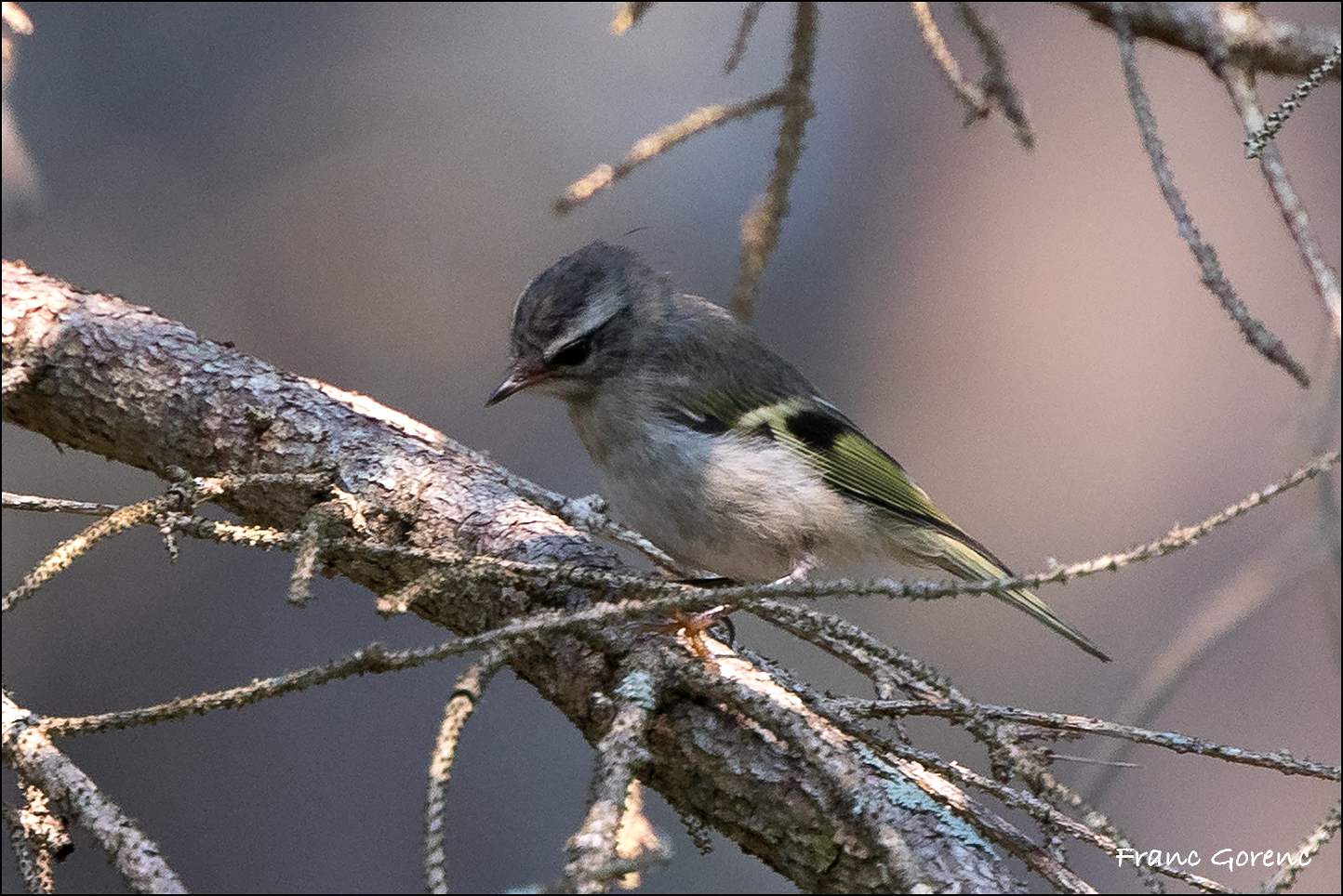 Trip to Gaspé, QC, Part 2 - Travels With Birds