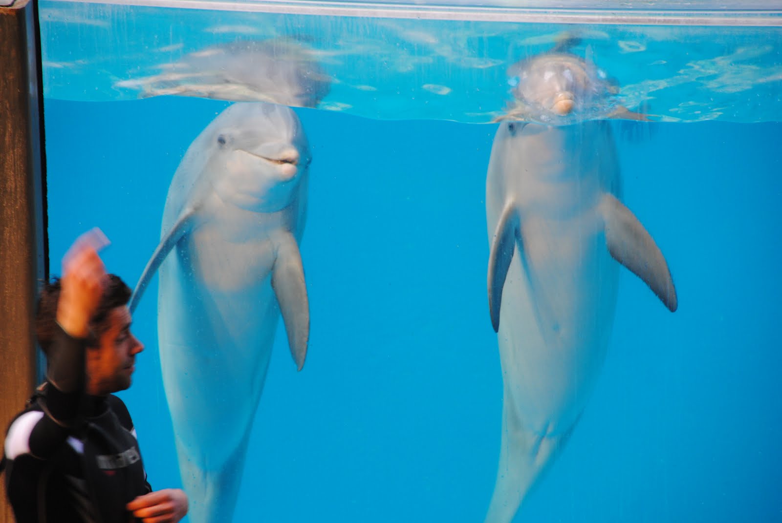 Ajatuksia kaukana: Delfiinit