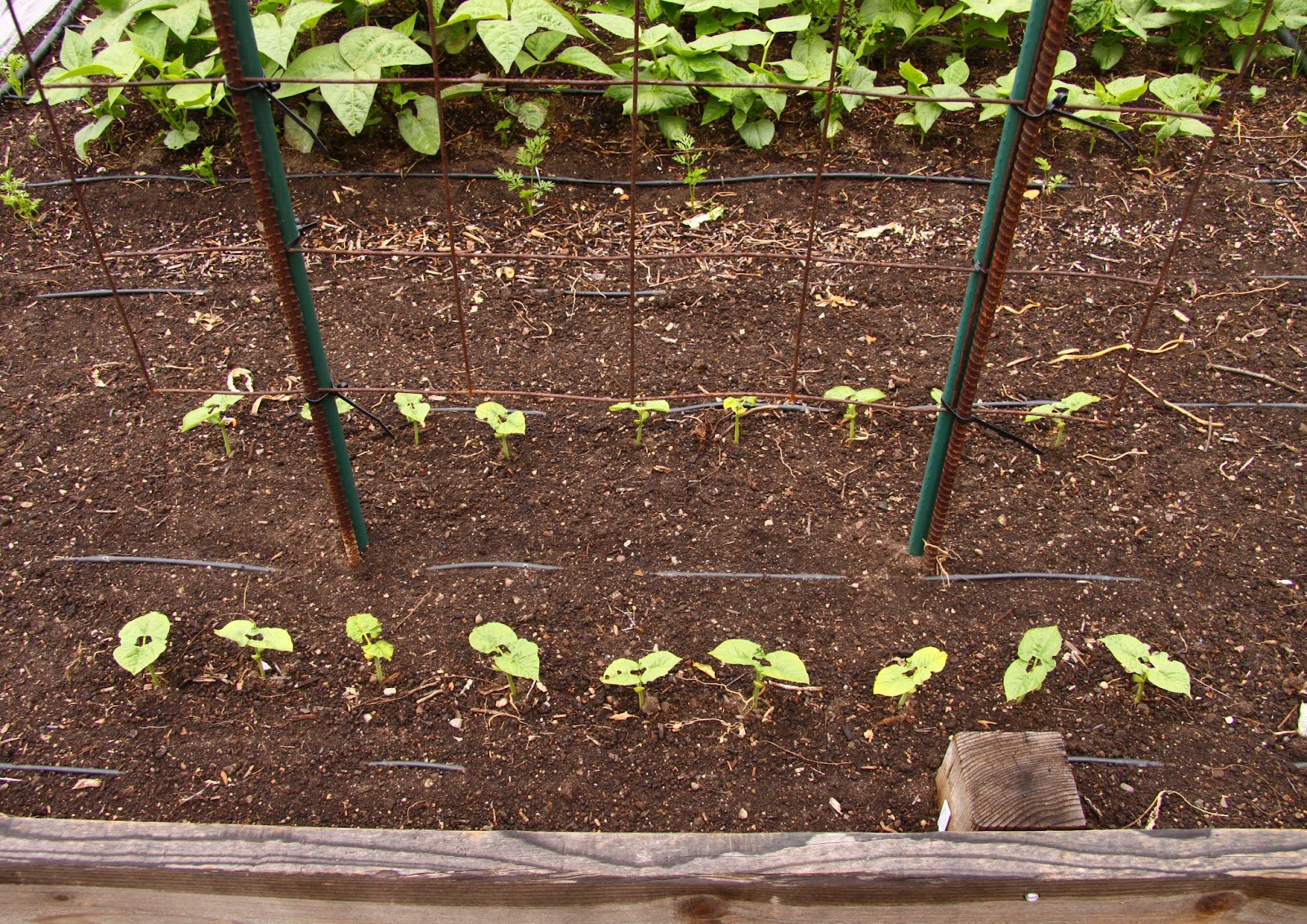From Seed To Table: Damping Off Disease in the Bean Patch