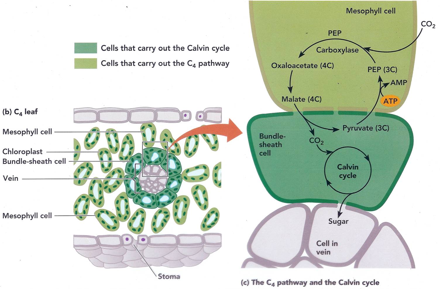 柔柔~~About Biology: 光合作用之暗反應固碳方式探討:C3.C4.CAM植物