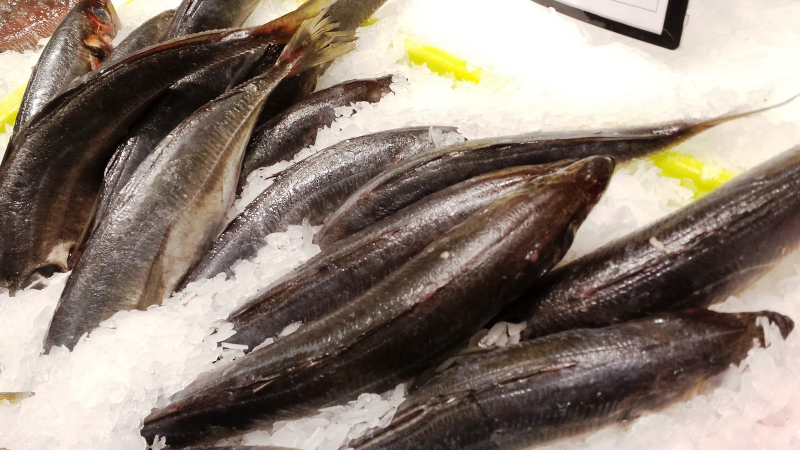 El rincón de Mundín: PESCADOS: EL CHICHARRO O JUREL