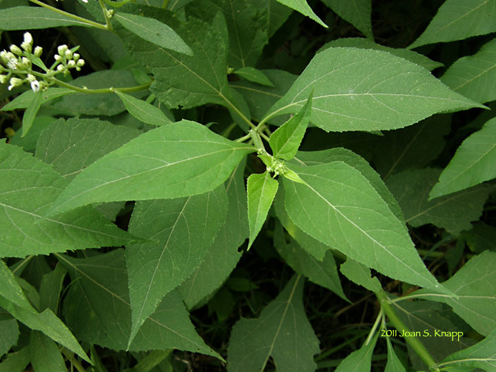 Anybody Seen My Focus?: White Crownbeard (Verbesina virginica)