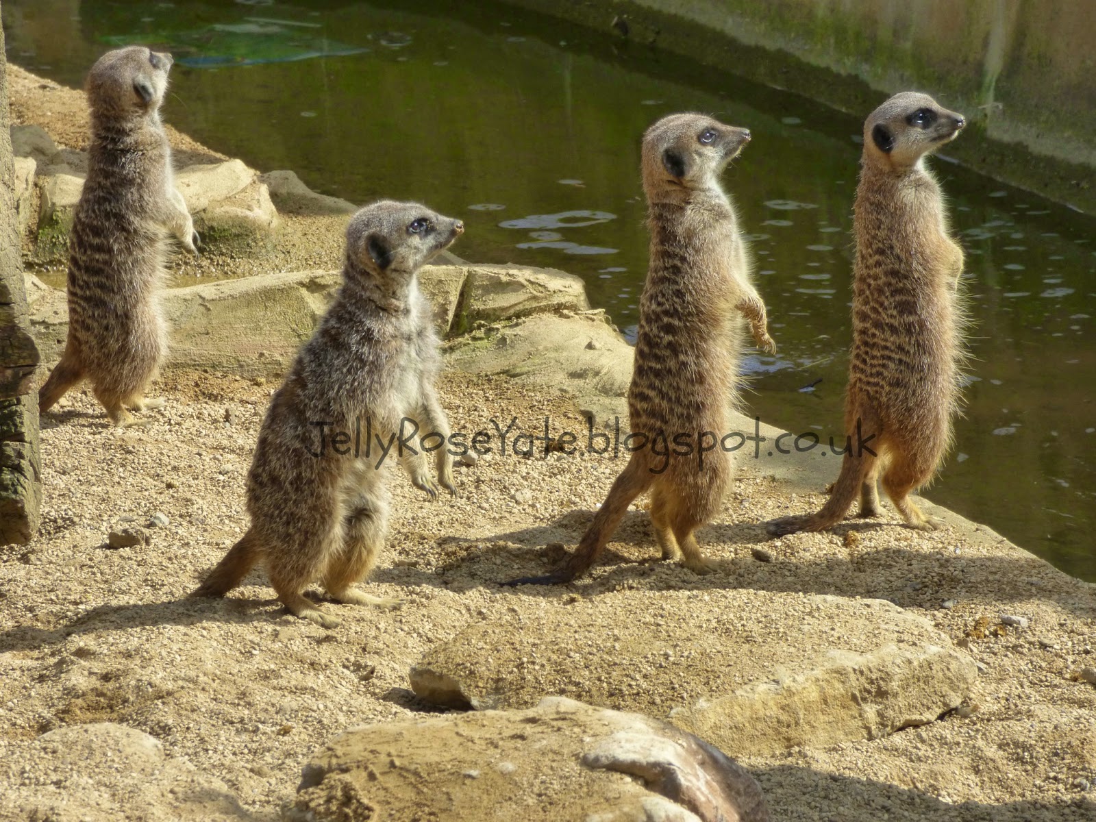 Jelly Rose: The animals from Noah's Ark Zoo Farm