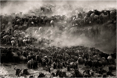 Zoo Project: Wildlife Photographer - Steve Bloom