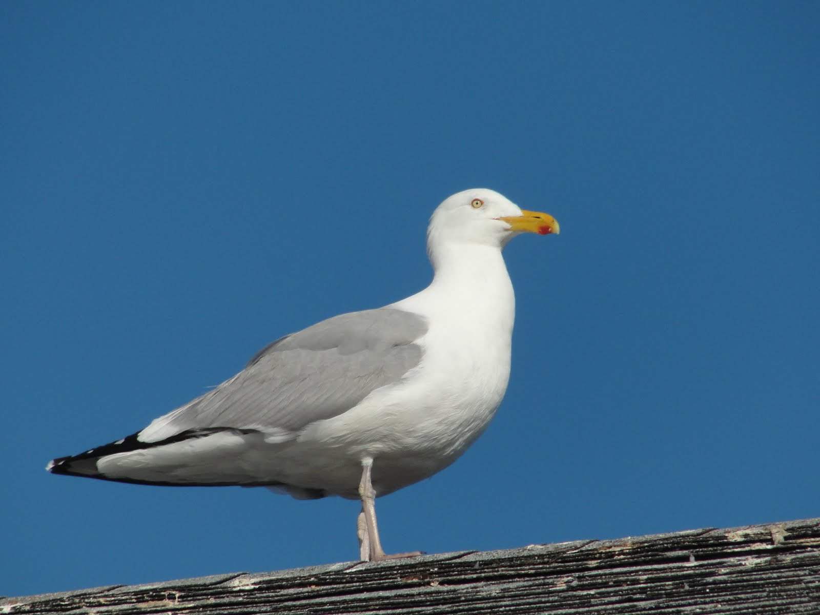 Handsome Herring Gulls | Mary Richmond's Cape Cod Art and Nature