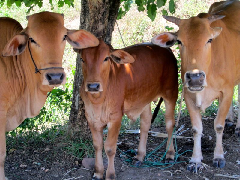 Adventures from Vietnam: COWS, Hoi An and My Son and Phu Quoc, Vietnam