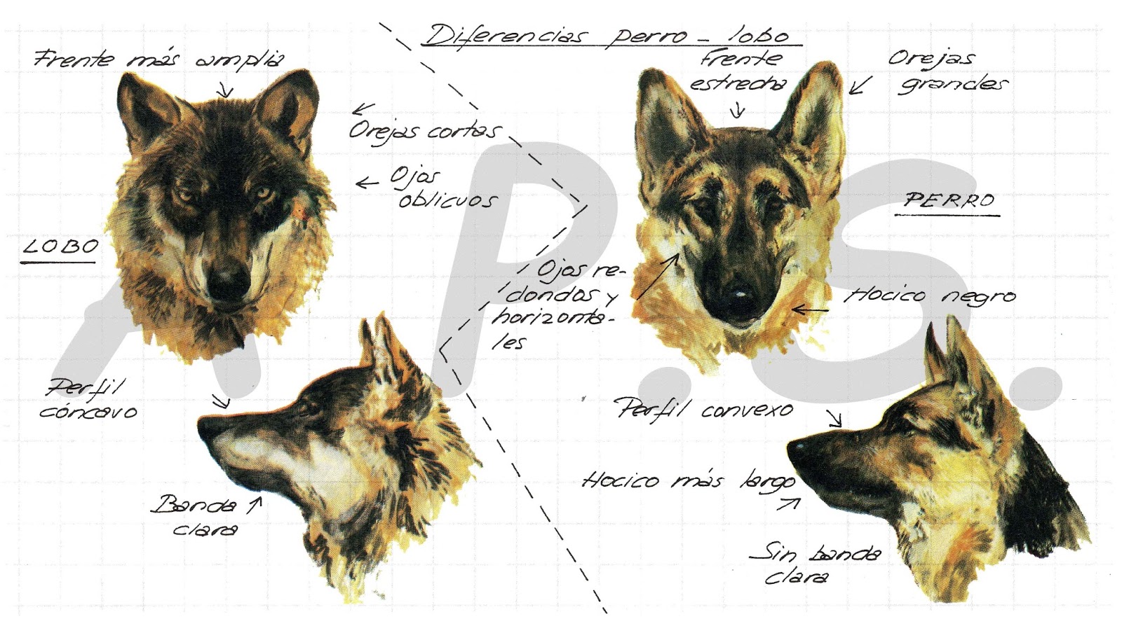 Bio y Geo: ¿DE DONDE VIENEN LOS PERROS?