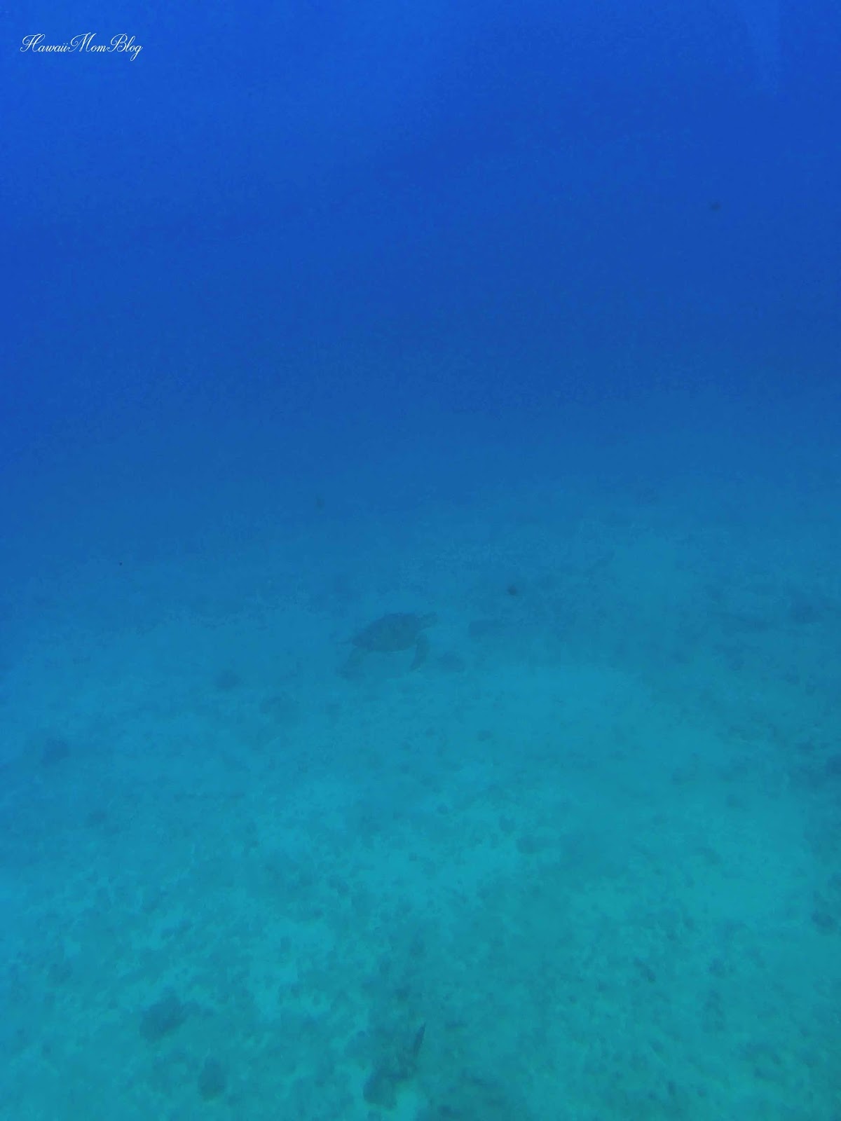 Hawaii Mom Blog: Atlantis Adventures - Premium Submarine Tour