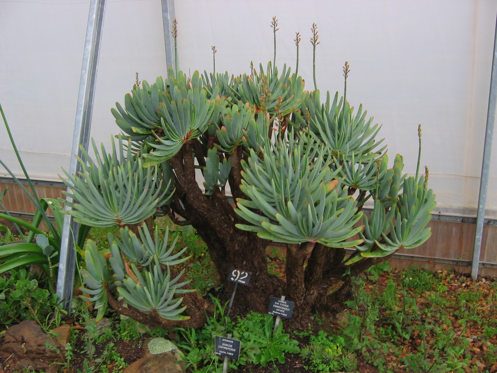 My number one fan aloe