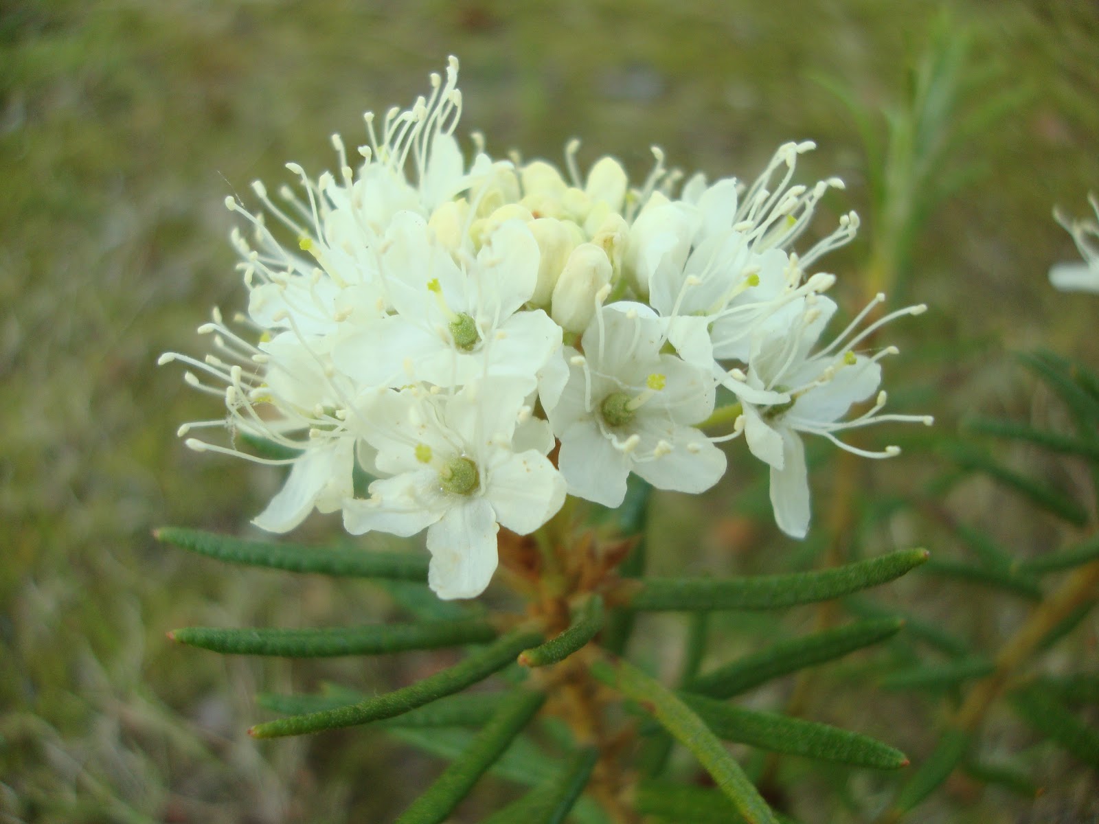 Kasvikansio: Valkokukkaiset kasvit