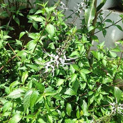 PHILIPPINE HERBAL PLANTS AND THEIR USES: Balbas Pusa