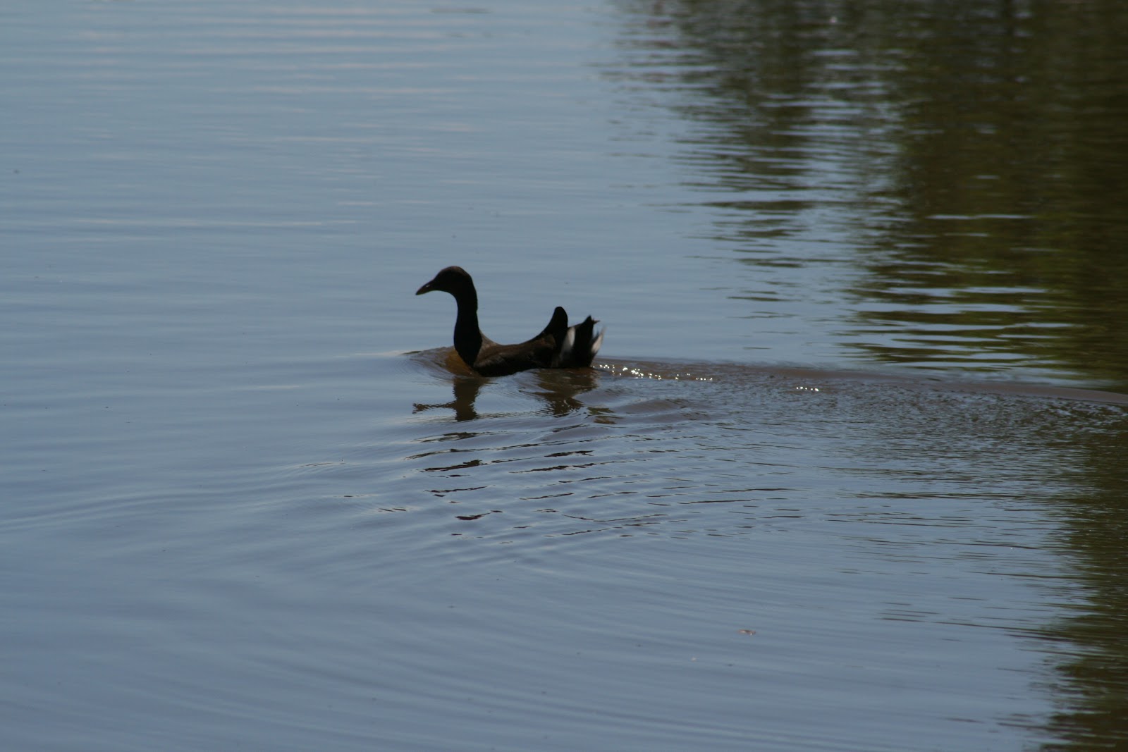 White Water-Birds Galore at Lake Apex, Gatton, 19/02/12