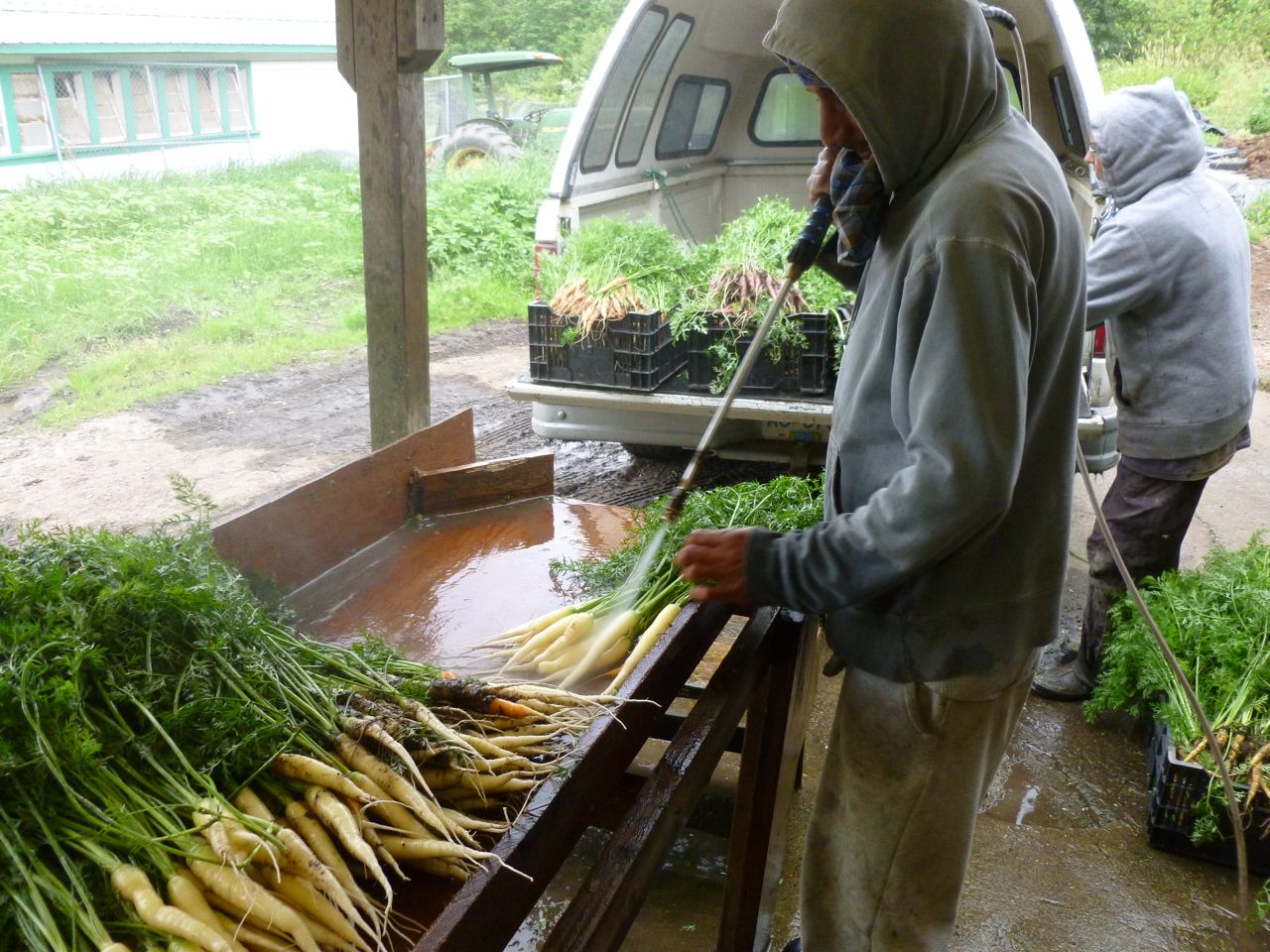 Glen Valley Organic Farm: Putting together a CSA box