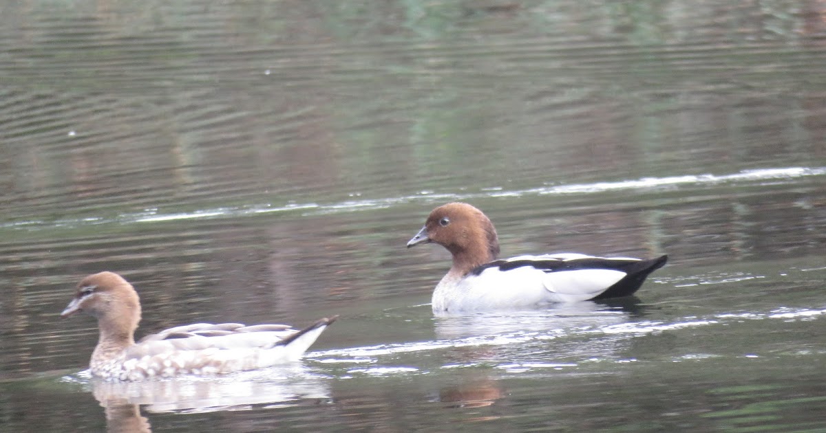 Bird & Travel Photos, Birding Sites, Bird Information: MALE & FEMALE ...