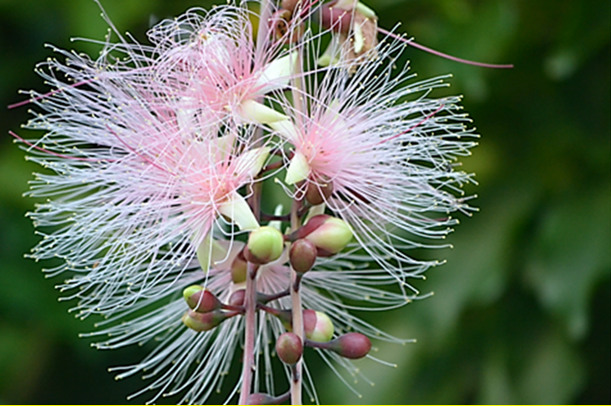 Taas noo, Maubanin kami AY!