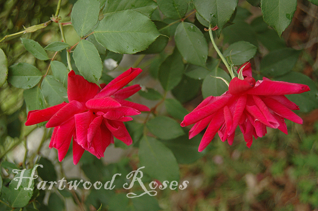 Hartwood Roses: Rockin' the Red (Roses) in Hollywood Cemetery