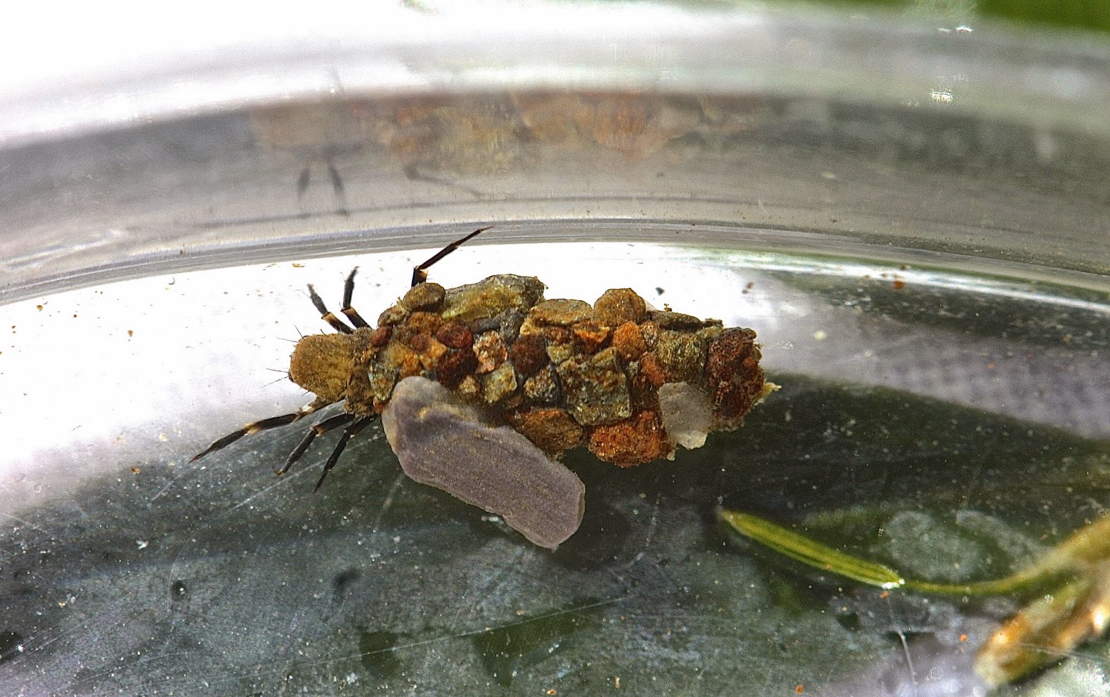 Aquatic Insects of Central Virginia: Case-makers we commonly see in the ...