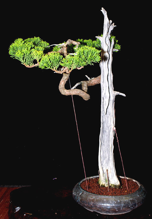 BONSAI BLOG of MIKE PAGE 木 石 男: BUNJIN HOLLYWOOD JUNIPER