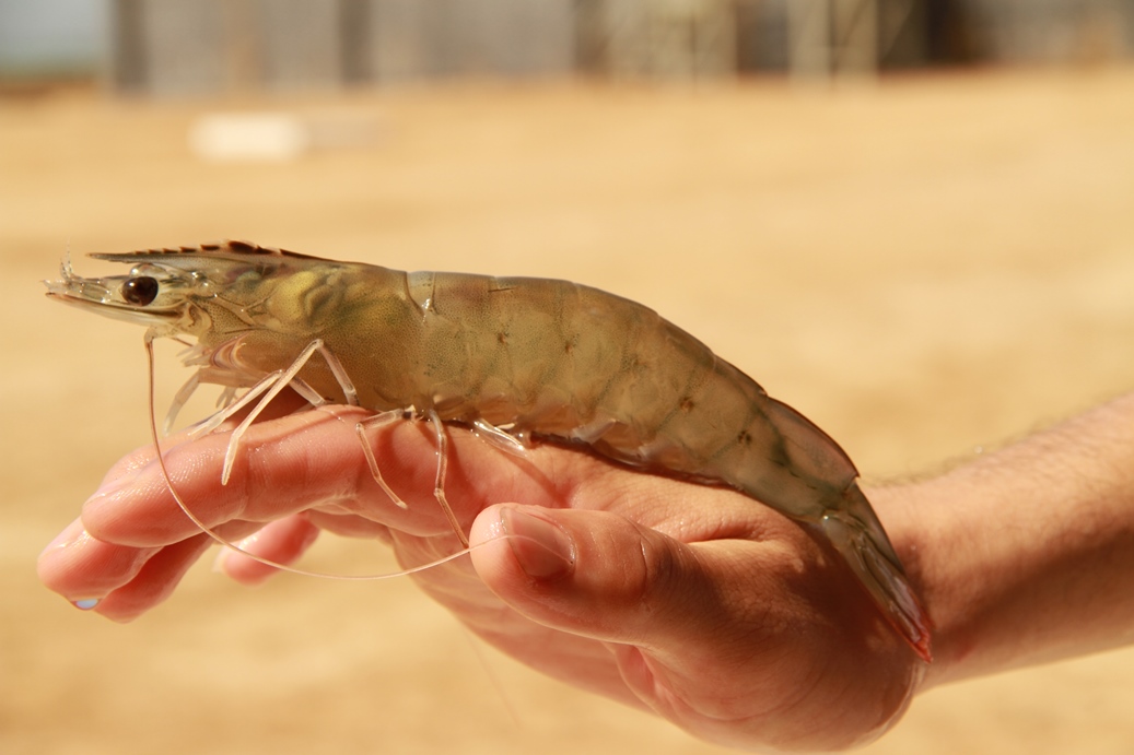 National Aquaculture Group (NAQUA)