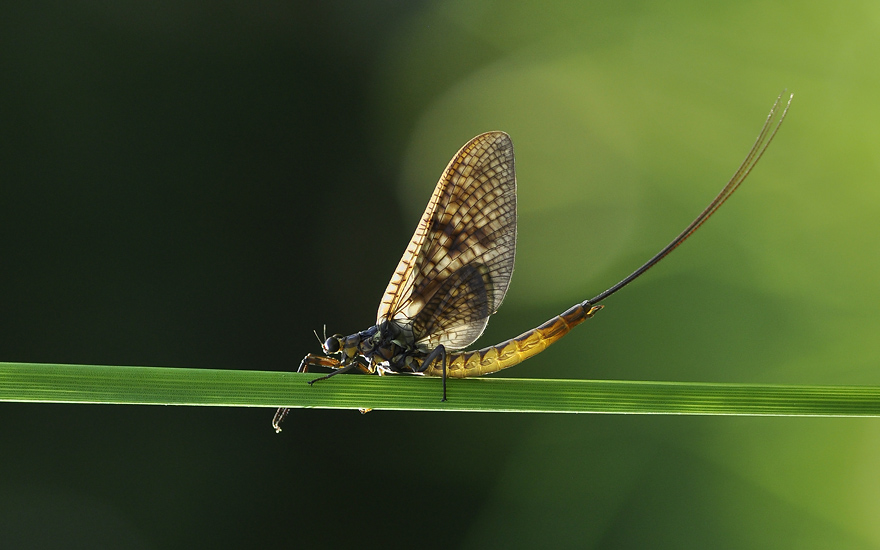 OBRAZY NATURY: Jętka (Ephemera sp.)