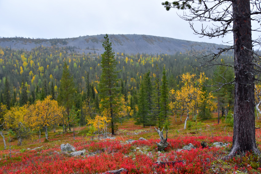Väylän Tyär: Lapin lumottu ruska
