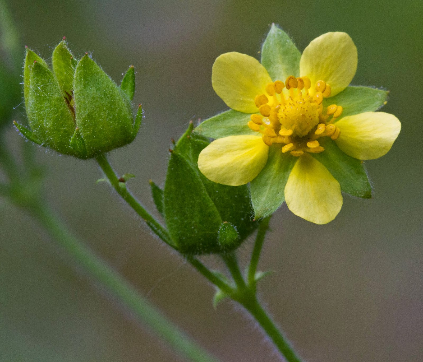 NWflora: Sharp-Toothed Cinquefoil, Potentilla arguta