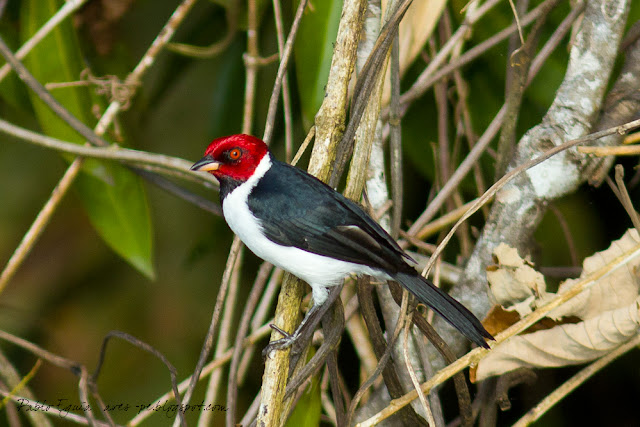 mis fotos de aves: Paroaria gularis Cardenilla Capirroja Red-capped ...