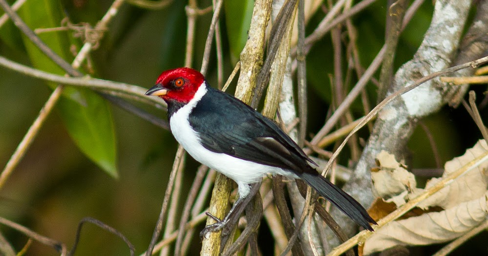 mis fotos de aves: Paroaria gularis Cardenilla Capirroja Red-capped ...