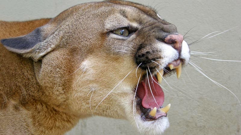 NOVA SUSSUARANA SALVADOR- BAHIA