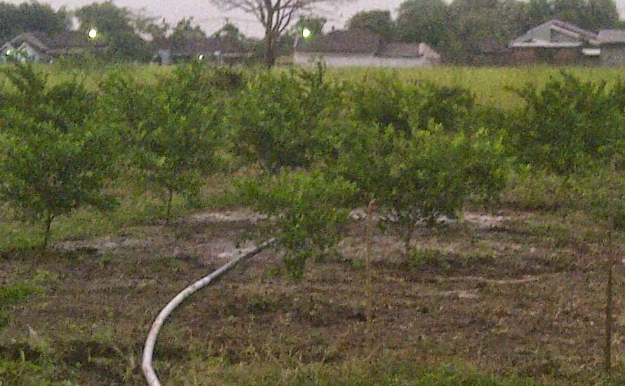 budidaya jeruk pecel ku