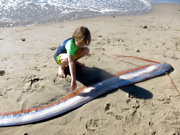 Oarfish - Life of Sea