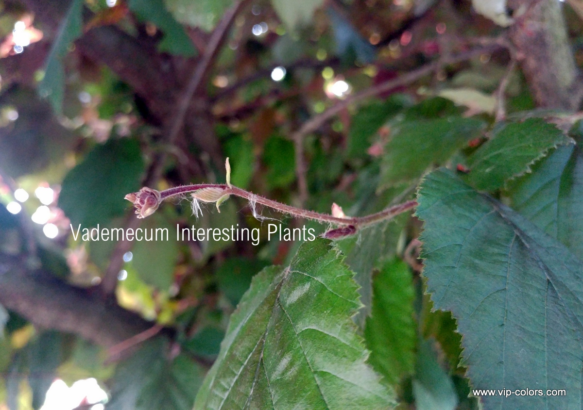 Vademecum Interesting Plants: Corylus avellana - Leszczyna pospolita ...