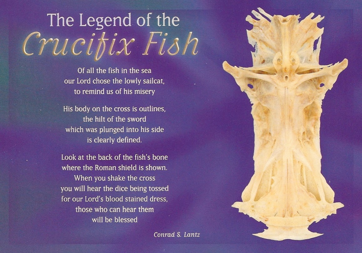 My Favorite Animal Postcards: Legend of the Crucifix Fish