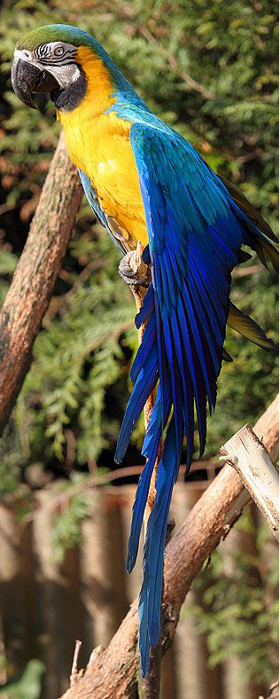 Le jardin de Mimir: Les Animaux En Voie D'Extinction - Animals Endangered