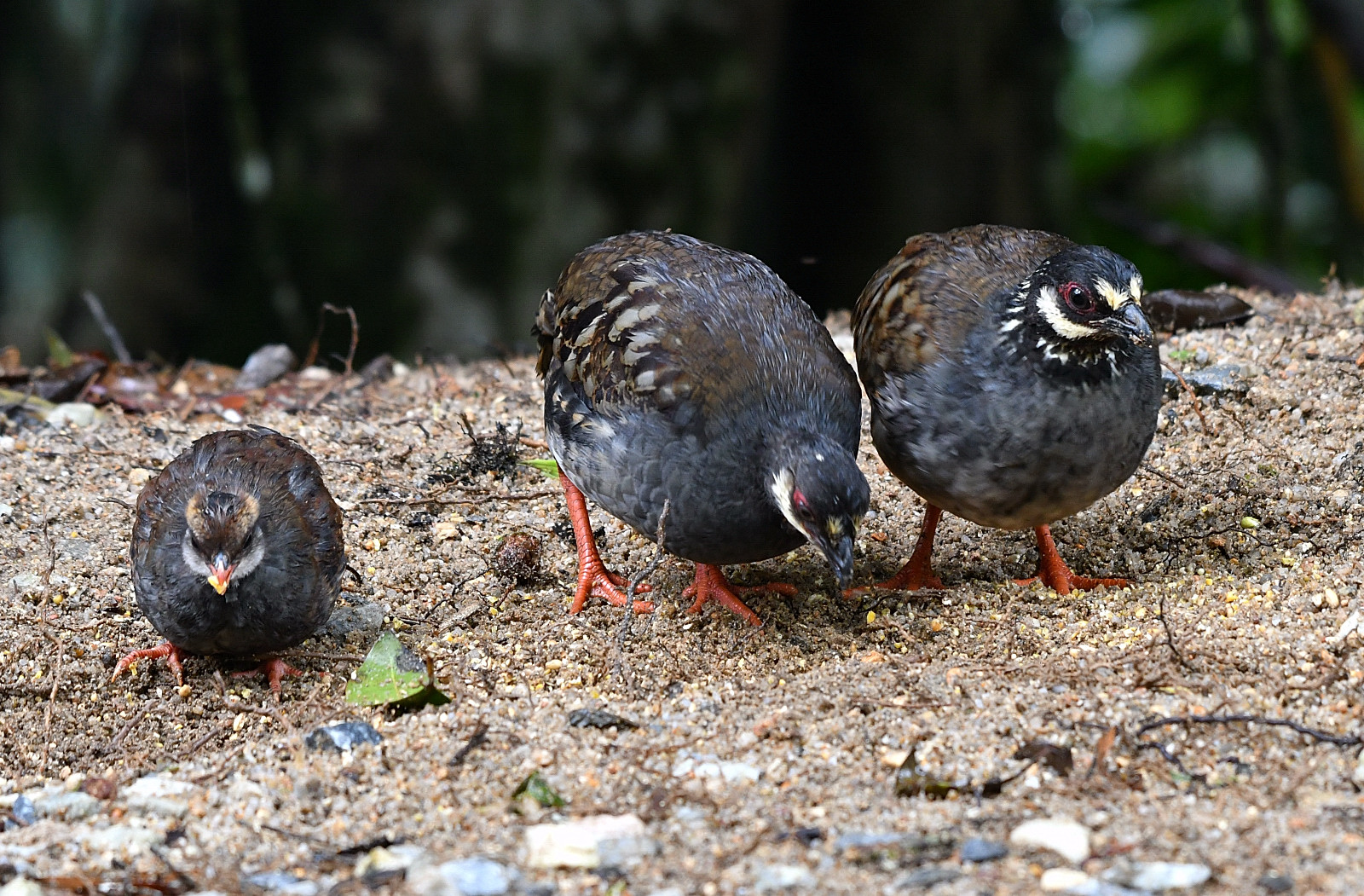 The Life Journey in Photography: Malaysian Partridge aka. Campbell's ...