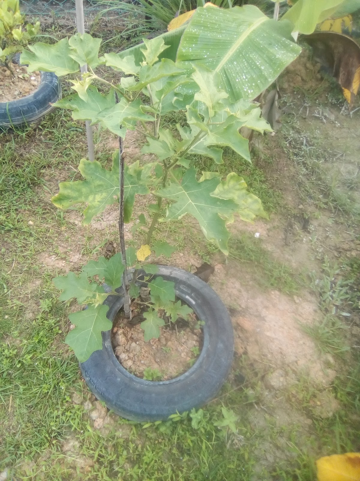 Jom Tanam Sayur ( JTS ) : Pokok Terung LetupJom Tanam Sayur (JTS ...
