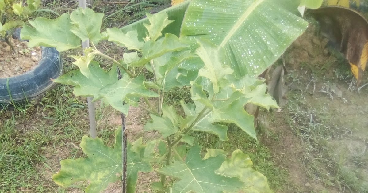 Jom Tanam Sayur ( JTS ) : Pokok Terung LetupJom Tanam Sayur (JTS ...