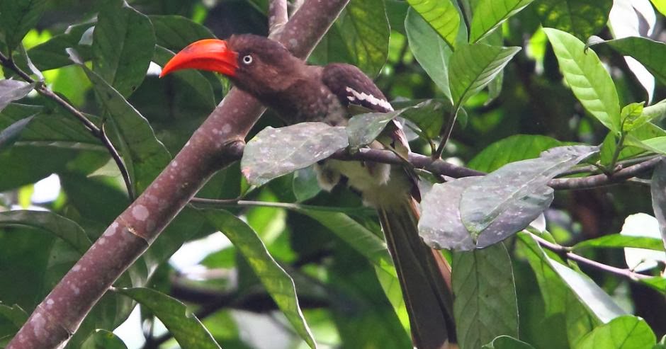 Tierra de Calaos y del Martín pescador: Toco pardo (Lophoceros camurus)