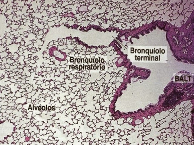 Histologia Sistema Respitaorio: Bronquiolos, Conductos y Sacos Alveolares